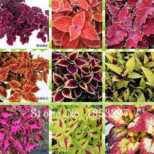 100pcs black dragon coleus seeds flower seed pack - beautiful ecstatic planting flowers bonsai seeds