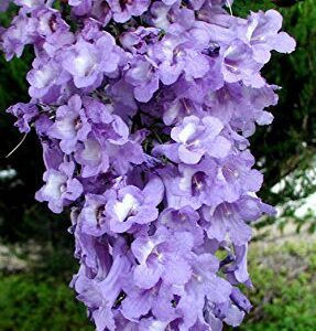 JACARANDA MIMOSIFOLIA, BLUE rare flowering tree flamboyan delonix seed 10 seeds