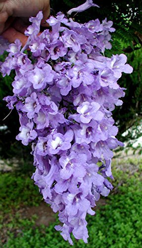 JACARANDA MIMOSIFOLIA, BLUE rare flowering tree flamboyan delonix seed 10 seeds