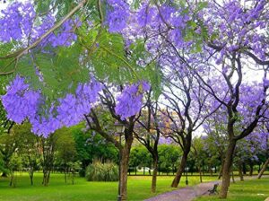 jacaranda mimosifolia, blue rare flowering tree flamboyan delonix seed 10 seeds