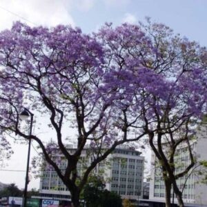 JACARANDA MIMOSIFOLIA, BLUE rare flowering tree flamboyan delonix seed 10 seeds