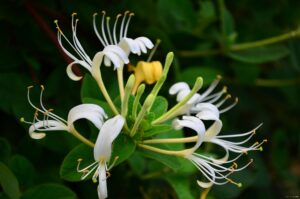 japanese honeysuckle lonicera japonica live plant in 4" pot with soil