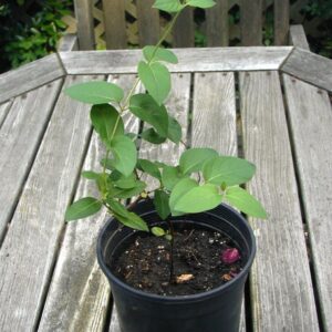 Japanese Honeysuckle Lonicera Japonica Live Plant in 4" Pot with Soil