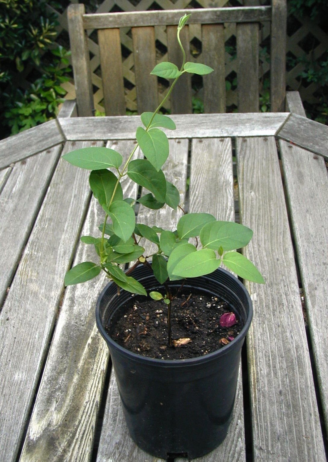 Japanese Honeysuckle Lonicera Japonica Live Plant in 4" Pot with Soil