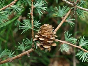 25 japanese larch tree conifer pine cones bonsai larix kaempferi seeds