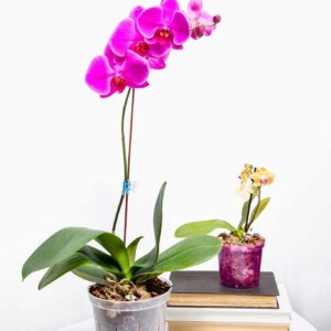 rePotme Orchid Potting Mix - Phalaenopsis Monterey Dark Imperial Orchid Potting Mix - (Mini Bag) - Hand Blended in The USA