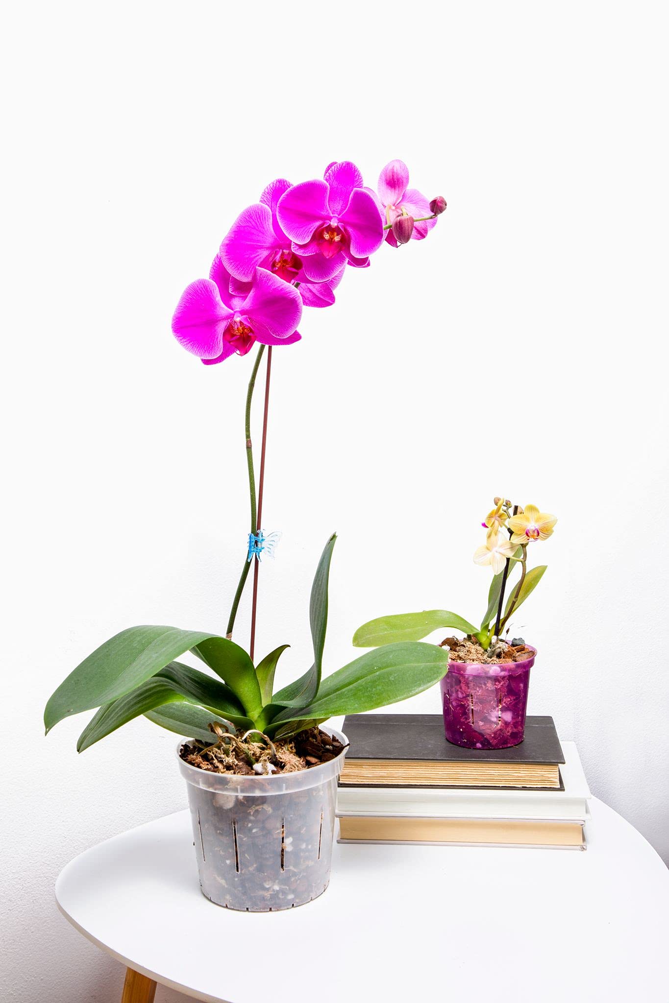 rePotme Orchid Potting Mix - Phalaenopsis Monterey Dark Imperial Orchid Potting Mix - (Mini Bag) - Hand Blended in The USA