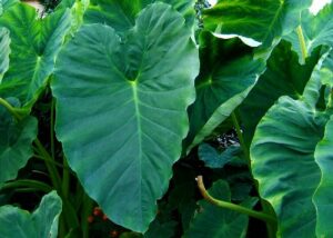 3 bulbs colocasia esculenta, green taro, cocoyam, taro, elephant ears bulbs taro