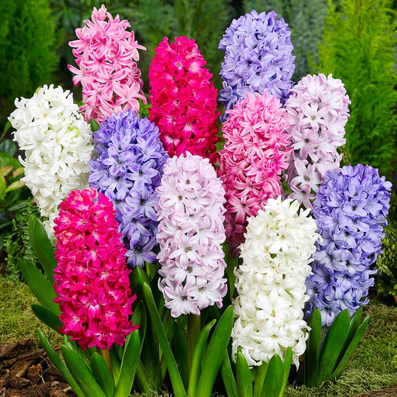 Mixed Color Hyacinth Bulbs - 12 Bulbs - Fragrant Hyacinths