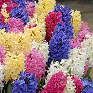 Mixed Color Hyacinth Bulbs - 12 Bulbs - Fragrant Hyacinths