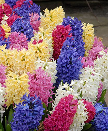 Mixed Color Hyacinth Bulbs - 12 Bulbs - Fragrant Hyacinths