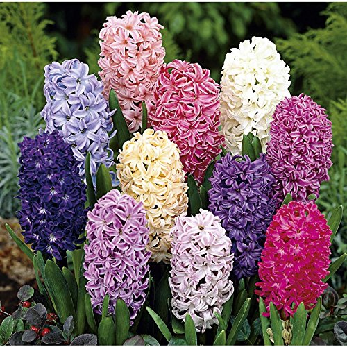 Mixed Color Hyacinth Bulbs - 12 Bulbs - Fragrant Hyacinths