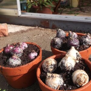 Mixed Color Hyacinth Bulbs - 12 Bulbs - Fragrant Hyacinths