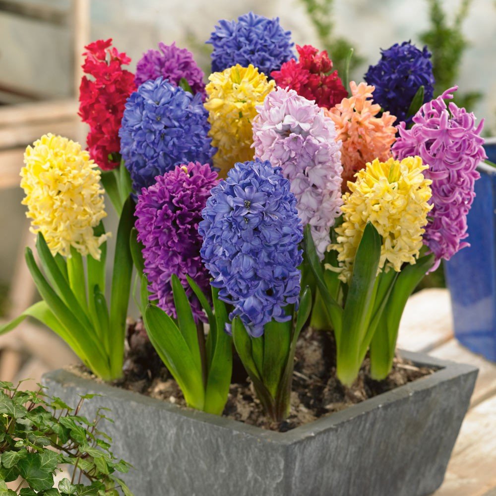 Mixed Color Hyacinth Bulbs - 12 Bulbs - Fragrant Hyacinths