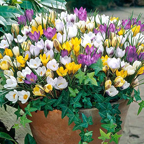 Mixed Giant Crocus - 25 Bulbs - Assorted Colors by Willard & May