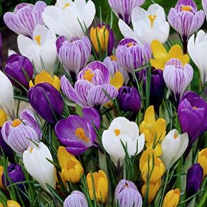 Mixed Giant Crocus - 25 Bulbs - Assorted Colors by Willard & May