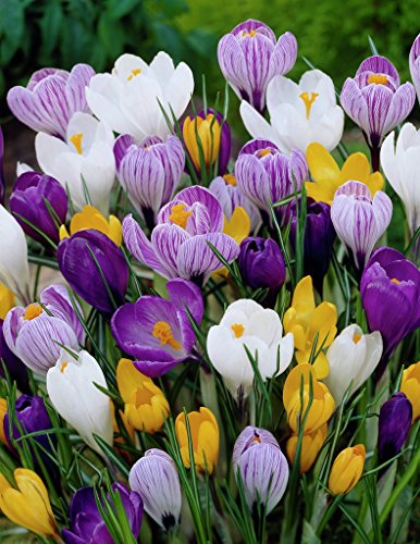 Mixed Giant Crocus - 25 Bulbs - Assorted Colors by Willard & May