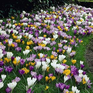 Mixed Giant Crocus - 25 Bulbs - Assorted Colors by Willard & May