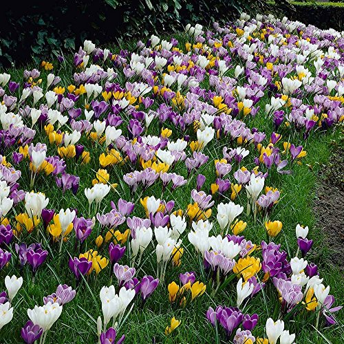 Mixed Giant Crocus - 25 Bulbs - Assorted Colors by Willard & May