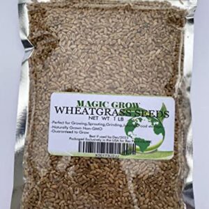 Wheat Grass Seed 1lb - Guaranteed to Grow