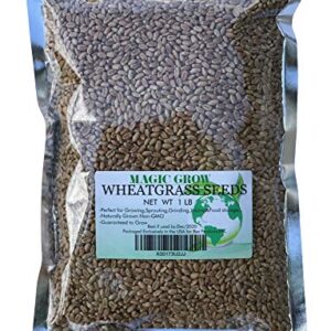 Wheat Grass Seed 1lb - Guaranteed to Grow