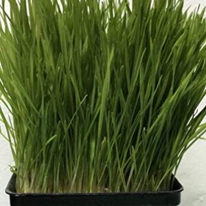 Wheat Grass Seed 1lb - Guaranteed to Grow