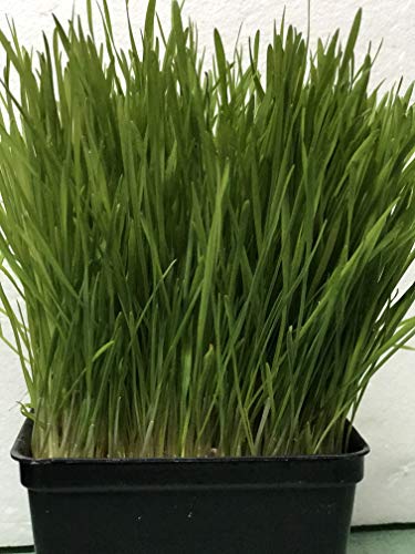 Wheat Grass Seed 1lb - Guaranteed to Grow