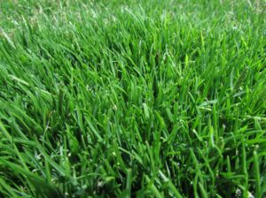 emerald zoysia (zoysia emerald) grass seeds-1/8 lb