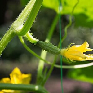 Boston Pickling Cucumber Seeds for Planting - 100+ Heirloom Seeds Per Packet, (Isla's Garden Seeds), Non-GMO Seeds, Botanical Name; Cucumis Sativus, Boston Seeds Great Home Garden Gift