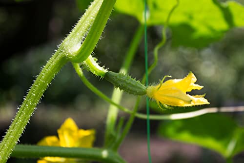 Boston Pickling Cucumber Seeds for Planting - 100+ Heirloom Seeds Per Packet, (Isla's Garden Seeds), Non-GMO Seeds, Botanical Name; Cucumis Sativus, Boston Seeds Great Home Garden Gift