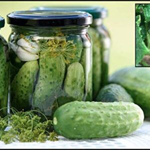 Boston Pickling Cucumber Seeds for Planting - 100+ Heirloom Seeds Per Packet, (Isla's Garden Seeds), Non-GMO Seeds, Botanical Name; Cucumis Sativus, Boston Seeds Great Home Garden Gift