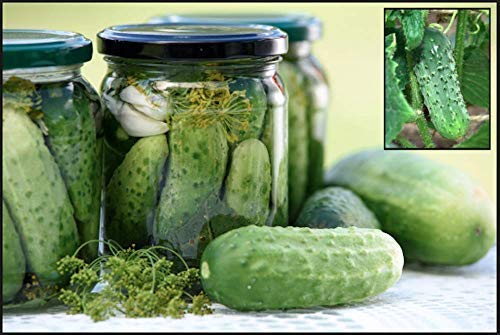 Boston Pickling Cucumber Seeds for Planting - 100+ Heirloom Seeds Per Packet, (Isla's Garden Seeds), Non-GMO Seeds, Botanical Name; Cucumis Sativus, Boston Seeds Great Home Garden Gift