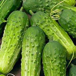 Boston Pickling Cucumber Seeds for Planting - 100+ Heirloom Seeds Per Packet, (Isla's Garden Seeds), Non-GMO Seeds, Botanical Name; Cucumis Sativus, Boston Seeds Great Home Garden Gift