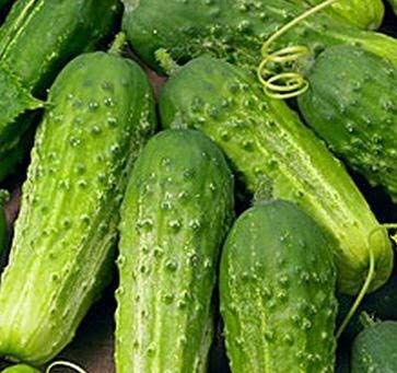 Boston Pickling Cucumber Seeds for Planting - 100+ Heirloom Seeds Per Packet, (Isla's Garden Seeds), Non-GMO Seeds, Botanical Name; Cucumis Sativus, Boston Seeds Great Home Garden Gift