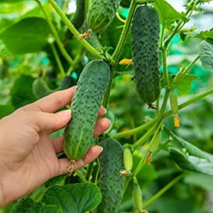 Boston Pickling Cucumber Seeds for Planting - 100+ Heirloom Seeds Per Packet, (Isla's Garden Seeds), Non-GMO Seeds, Botanical Name; Cucumis Sativus, Boston Seeds Great Home Garden Gift