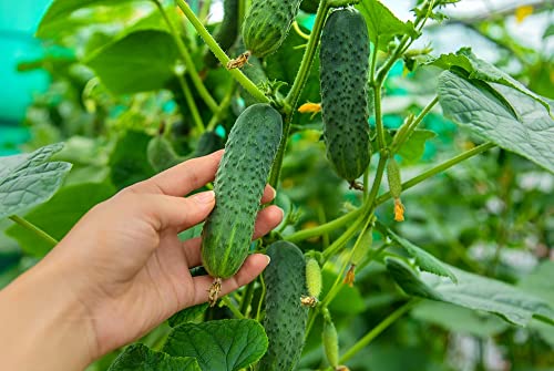 Boston Pickling Cucumber Seeds for Planting - 100+ Heirloom Seeds Per Packet, (Isla's Garden Seeds), Non-GMO Seeds, Botanical Name; Cucumis Sativus, Boston Seeds Great Home Garden Gift