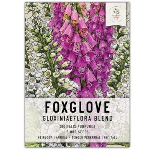 seed needs, mixed gloxiniaeflora foxglove seeds - 5,000 seeds for planting digitalis purpurea - open pollinated, attracts pollinators & hummingbirds (1 pack)