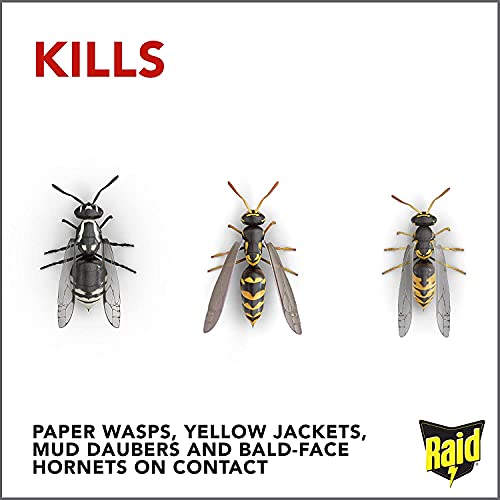 Raid Wasp Hornet Killer Spray (14 Ounce (Pack of 1)