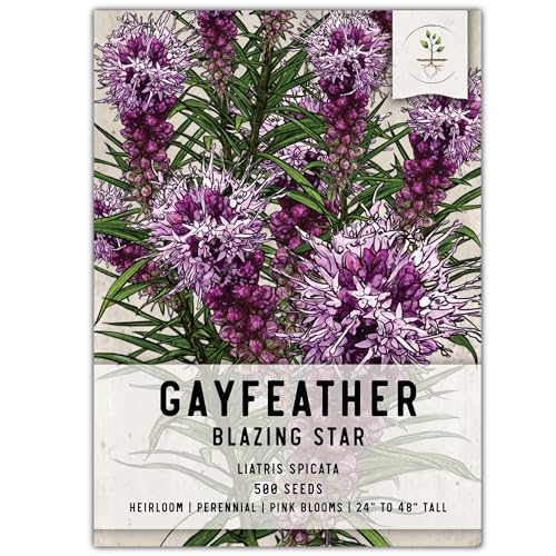 Seed Needs, Gayfeather Seeds - 500 Heirloom Seeds for Planting Liatris spicata - Perennial, Open Pollinated Wildflowers That Attracts Pollinators to The Garden (1 Pack)