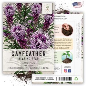 Seed Needs, Gayfeather Seeds - 500 Heirloom Seeds for Planting Liatris spicata - Perennial, Open Pollinated Wildflowers That Attracts Pollinators to The Garden (1 Pack)