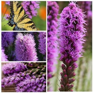 Seed Needs, Gayfeather Seeds - 500 Heirloom Seeds for Planting Liatris spicata - Perennial, Open Pollinated Wildflowers That Attracts Pollinators to The Garden (1 Pack)