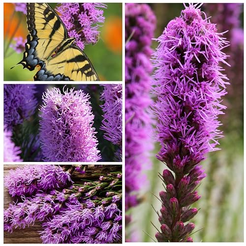 Seed Needs, Gayfeather Seeds - 500 Heirloom Seeds for Planting Liatris spicata - Perennial, Open Pollinated Wildflowers That Attracts Pollinators to The Garden (1 Pack)