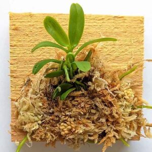 BLOOMIFY Mounted Miniature Orchid - Haraella retrocalla - Wrapped with Long Fiber Sphagnum Moss - 3" Mount