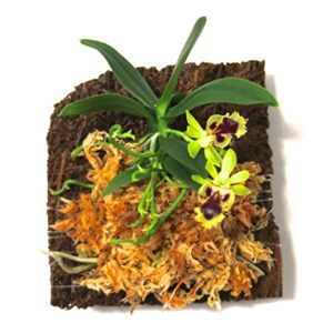 BLOOMIFY Mounted Miniature Orchid - Haraella retrocalla - Wrapped with Long Fiber Sphagnum Moss - 3" Mount