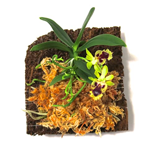 BLOOMIFY Mounted Miniature Orchid - Haraella retrocalla - Wrapped with Long Fiber Sphagnum Moss - 3" Mount