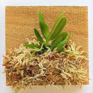 BLOOMIFY Mounted Miniature Orchid - Haraella retrocalla - Wrapped with Long Fiber Sphagnum Moss - 3" Mount