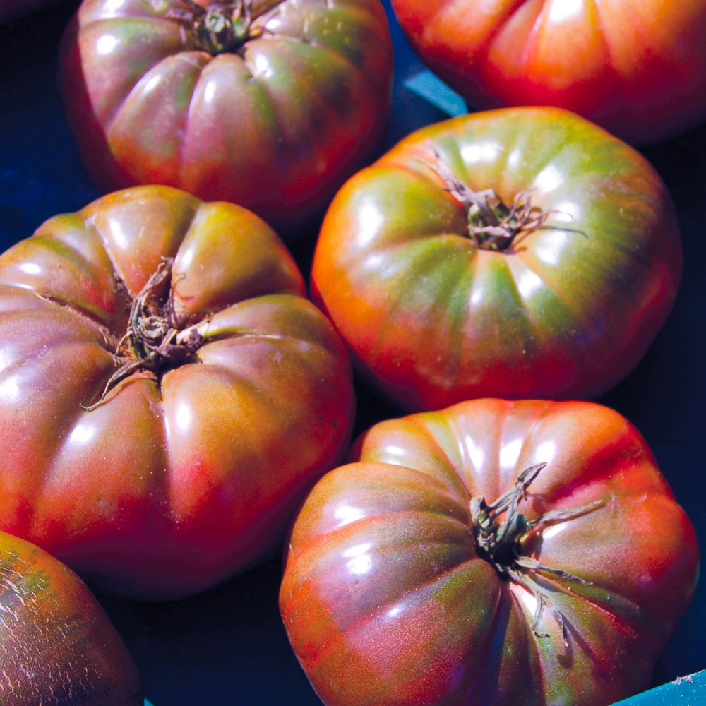 Organic Tomato Seeds, APPR. 100, Cherokee Purple Beefsteak Tomato, Heirloom Vegetable Seeds, Certified Organic, Non GMO, Non Hybrid, USA