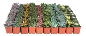 shop succulents assorted succulent plant pack bulk collection - live mini succulent plants, low maintenance, mixture of colors & textures - wedding and party favors, gift & garden, pack of 32