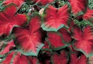 caladium blaze (6 bulbs)thrives in heat and humidity, elephant ears