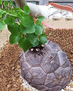 yoyoboo dd 2016 new available dioscorea elephantipes imported elephant's foot yam seeds